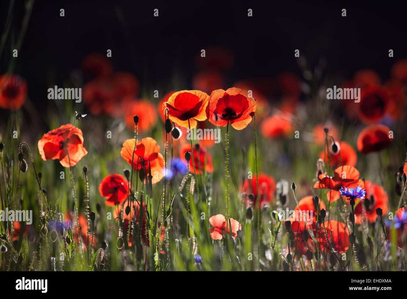 Mohnblumen Papaver rhoeas Stock Photo - Alamy