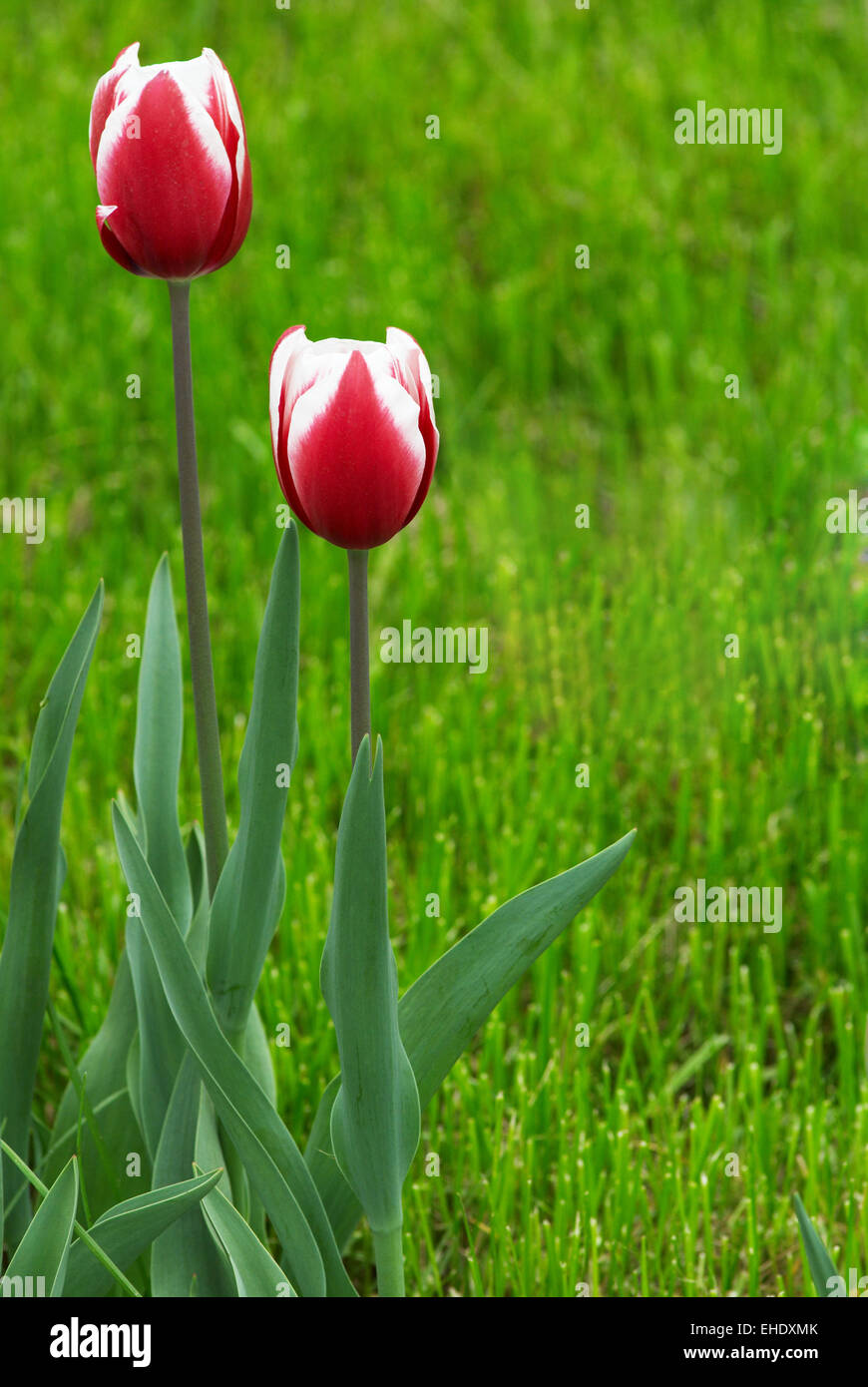 Two tulip flowers hi-res stock photography and images - Alamy