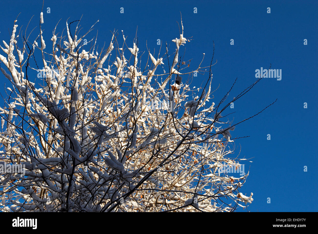 First snow on tree Stock Photo - Alamy