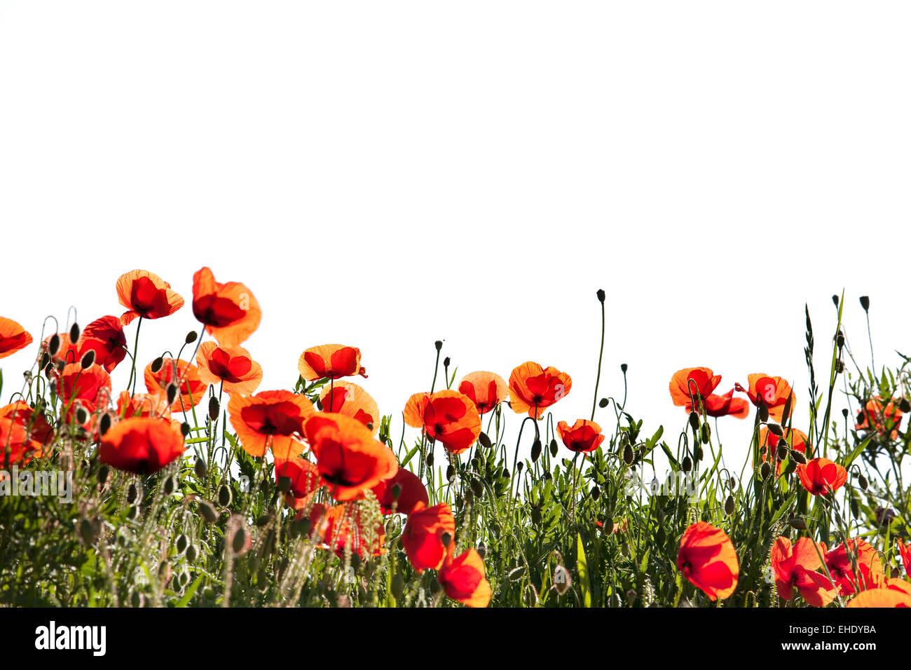 Mohnblumen hi-res stock photography and images - Alamy