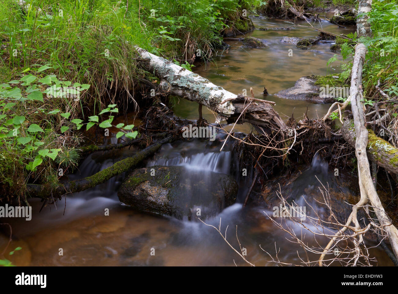 Creek in forest hi-res stock photography and images - Alamy