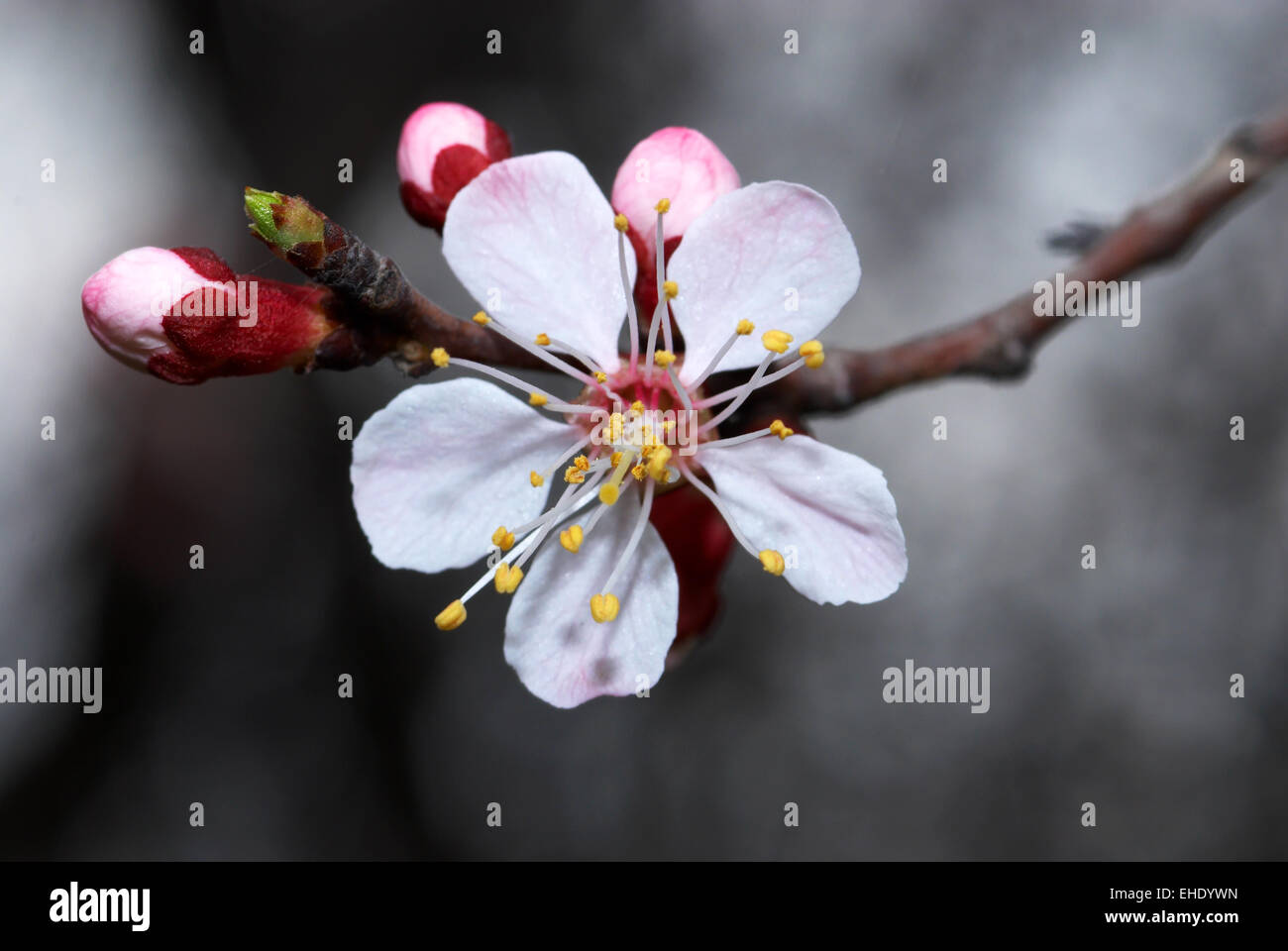 Flowerses apricot tree Stock Photo - Alamy