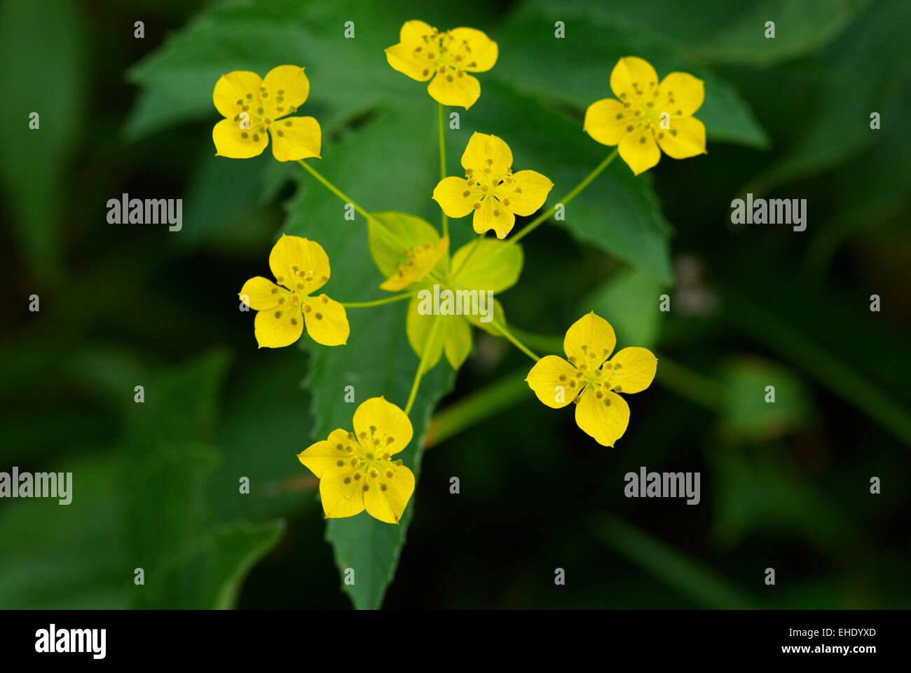 So many wild flowers hi-res stock photography and images - Alamy