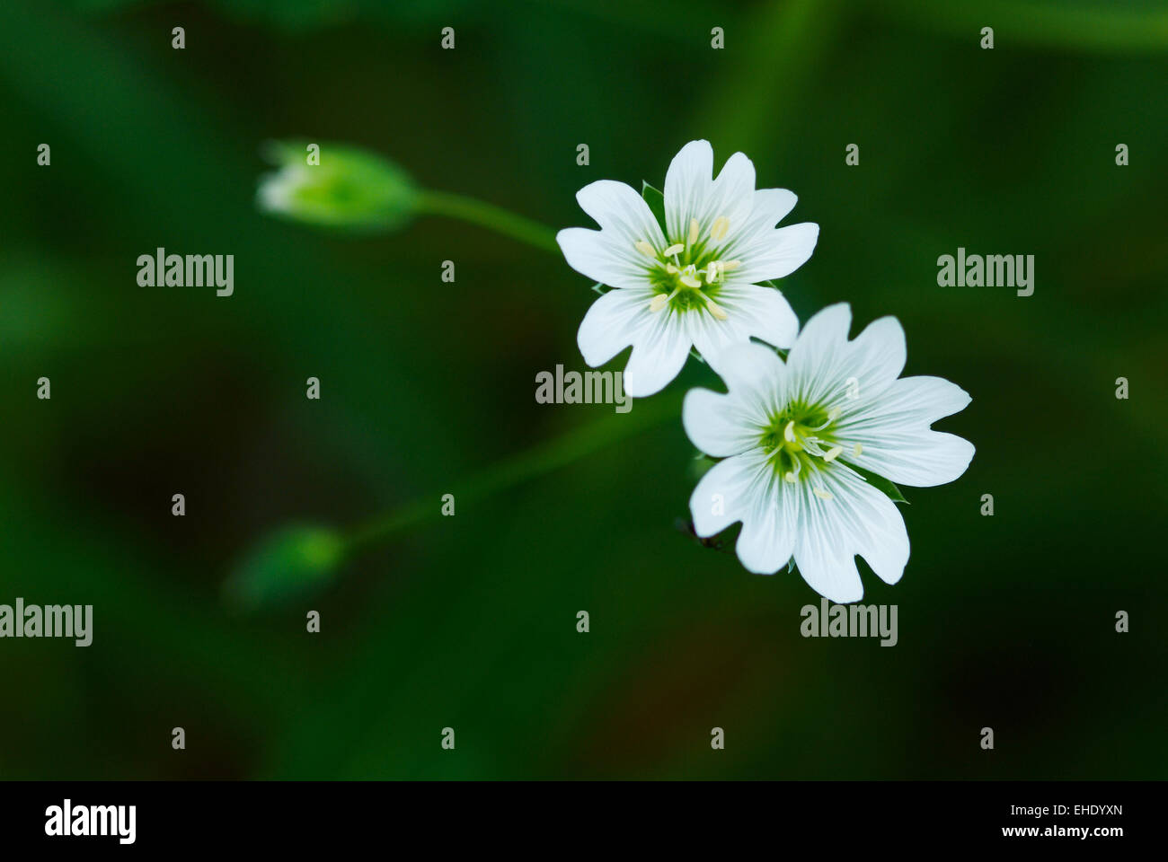 Two small flower hi-res stock photography and images - Alamy