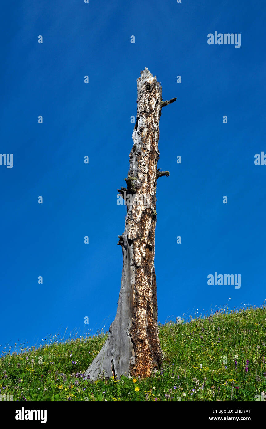 Dead tree on hill and sky Stock Photo - Alamy