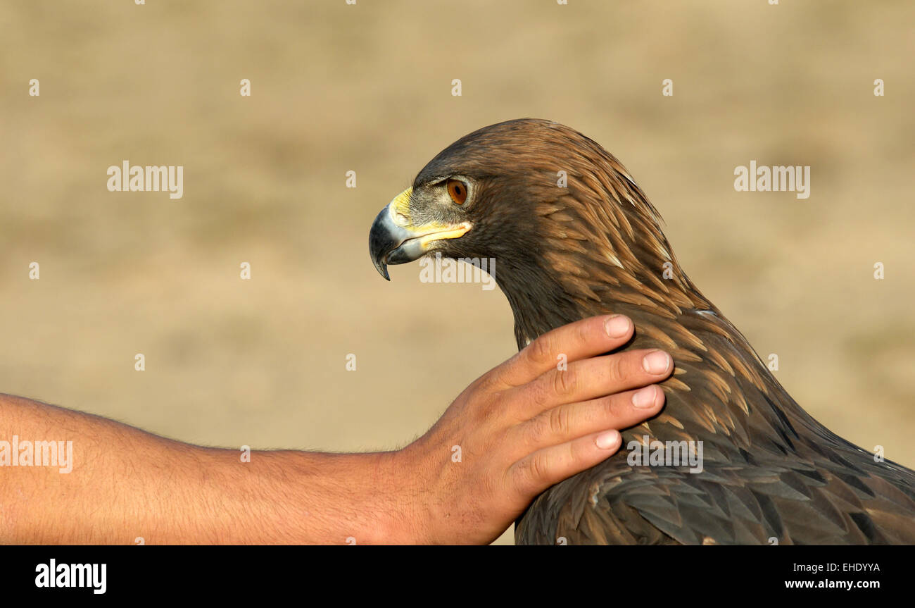 Golden Eagle and hand Stock Photo - Alamy