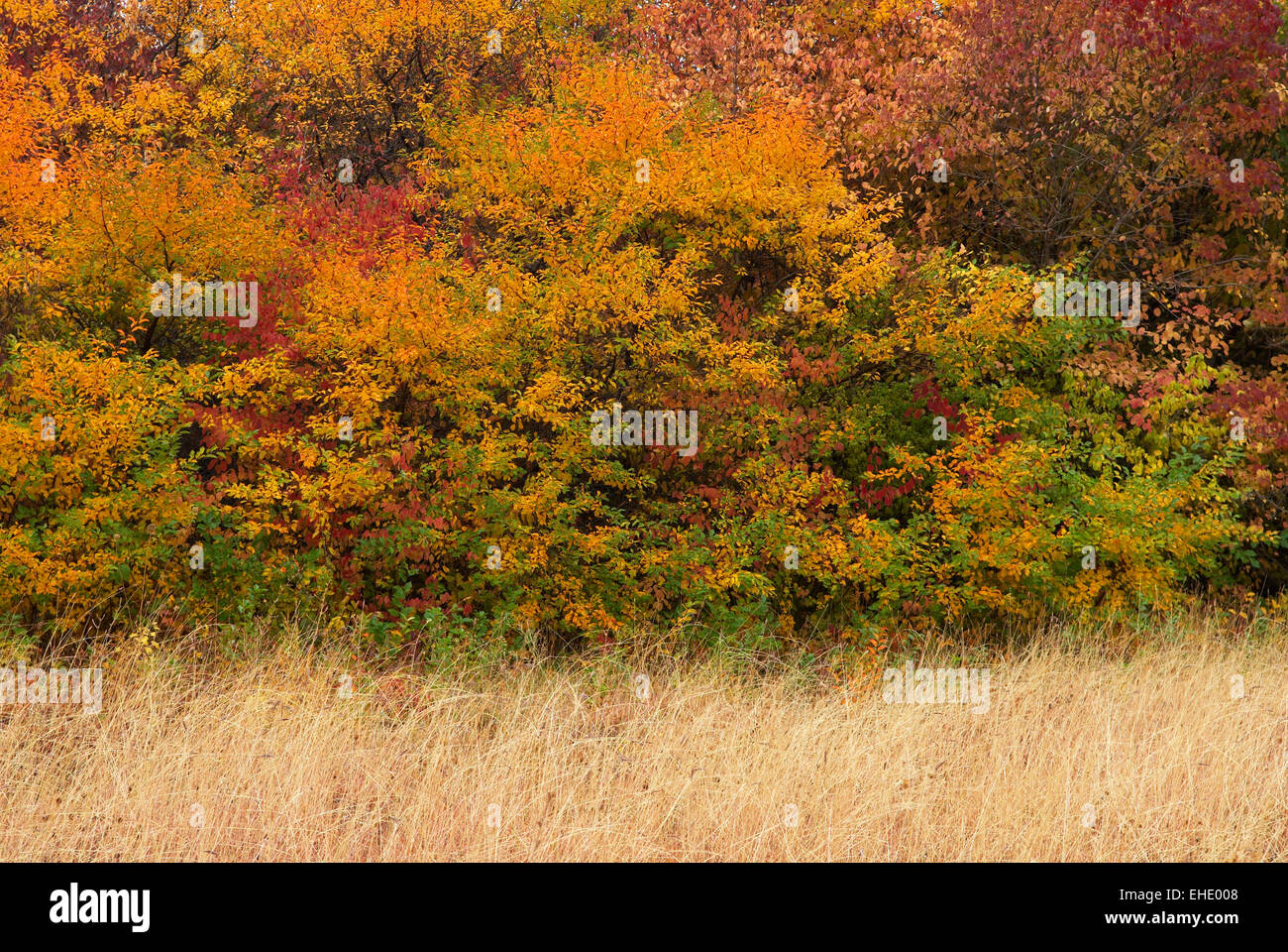 Colors of autumn forest Stock Photo - Alamy