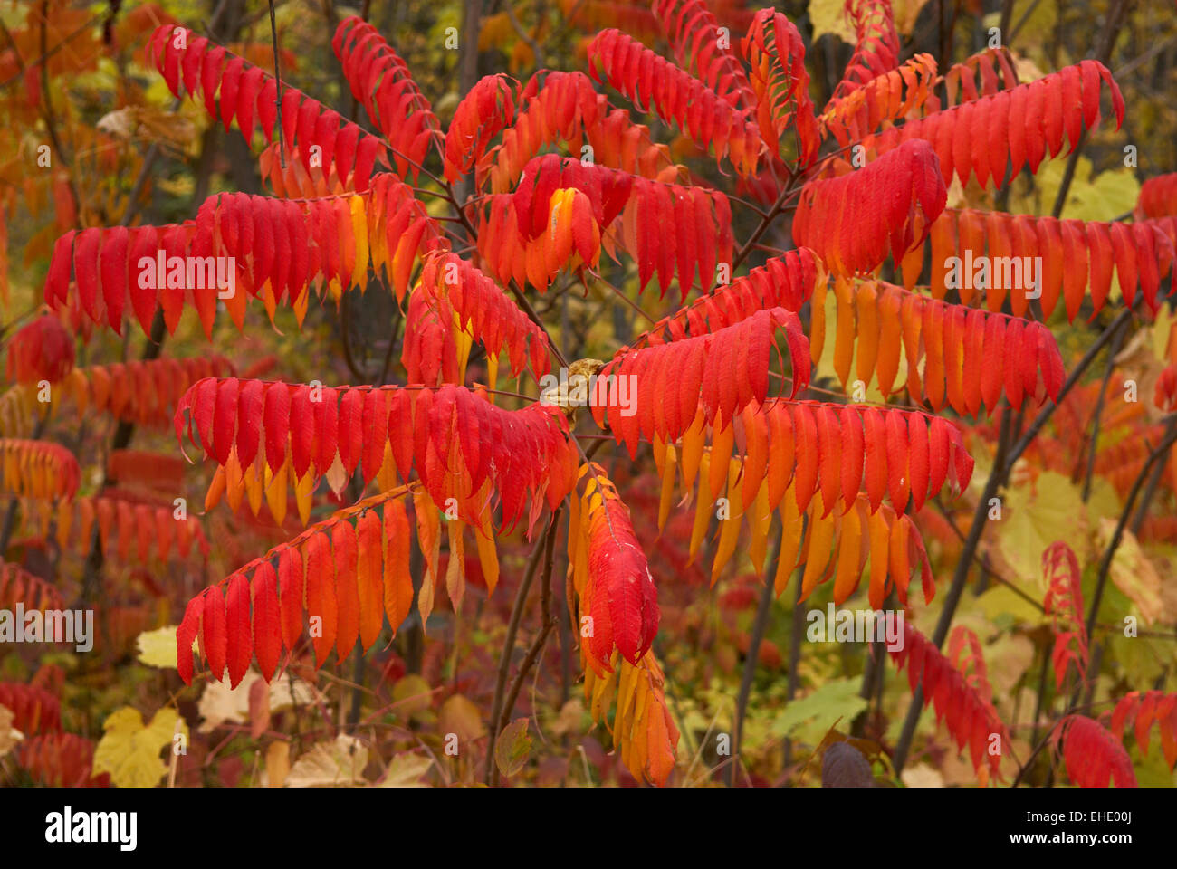 Red color of autumn forest Stock Photo - Alamy
