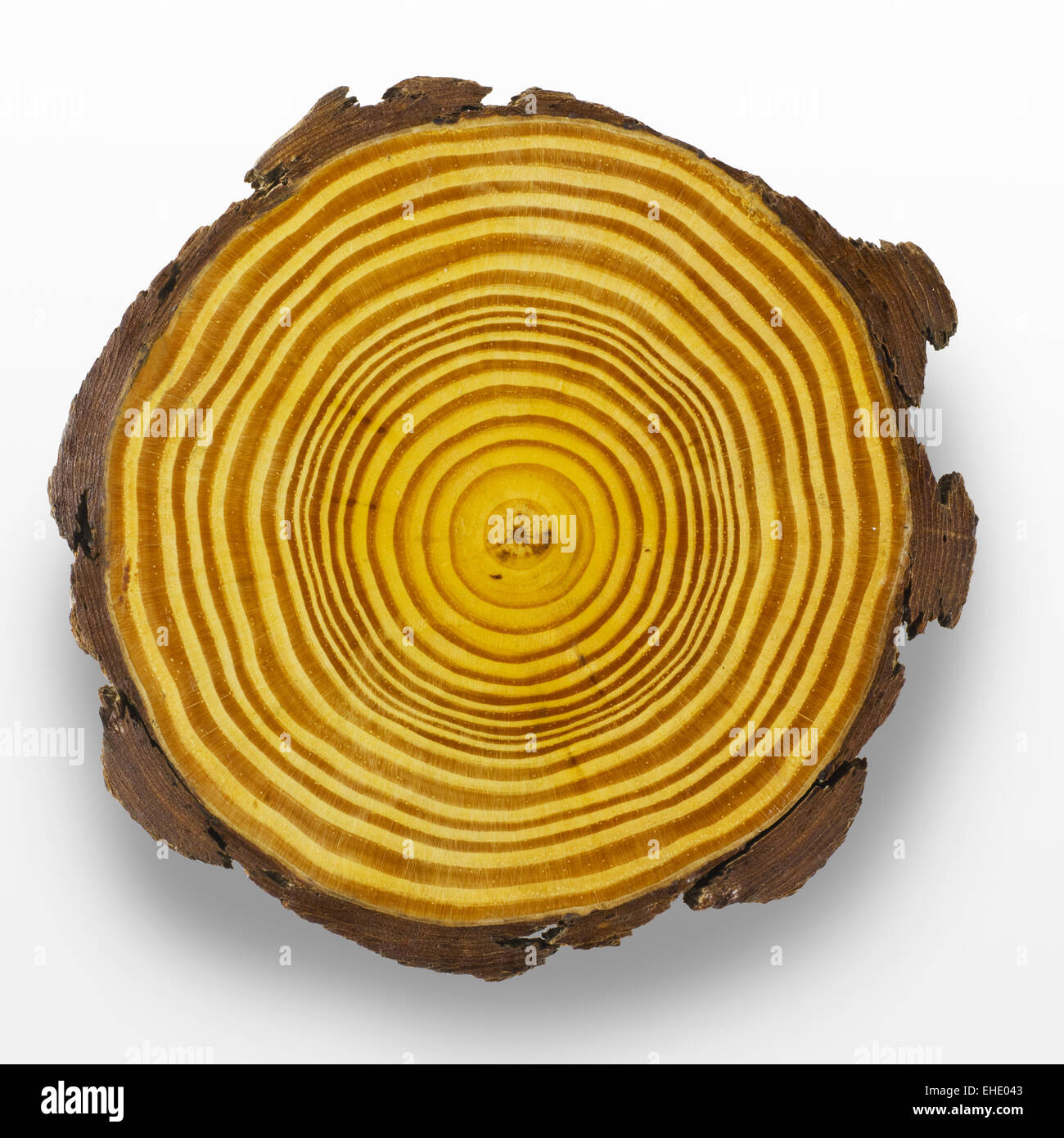 Tree rings hi-res stock photography and images - Alamy