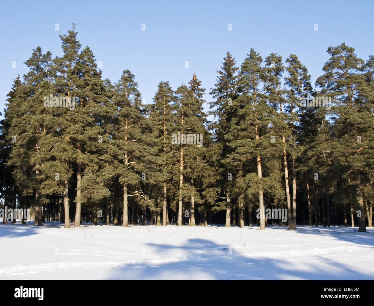 Winter forest view hi-res stock photography and images - Alamy