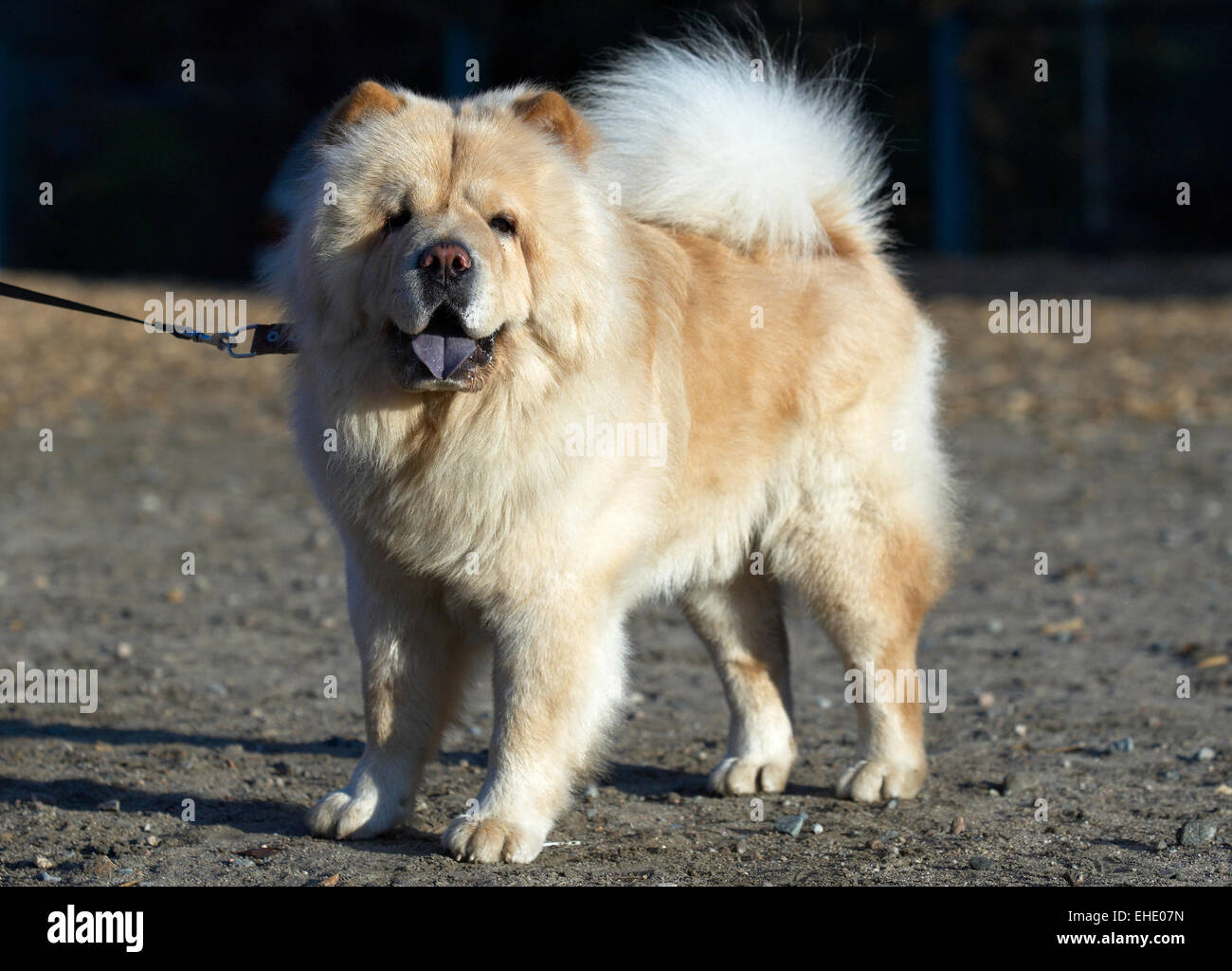 Chowchow dog hi-res stock photography and images - Alamy