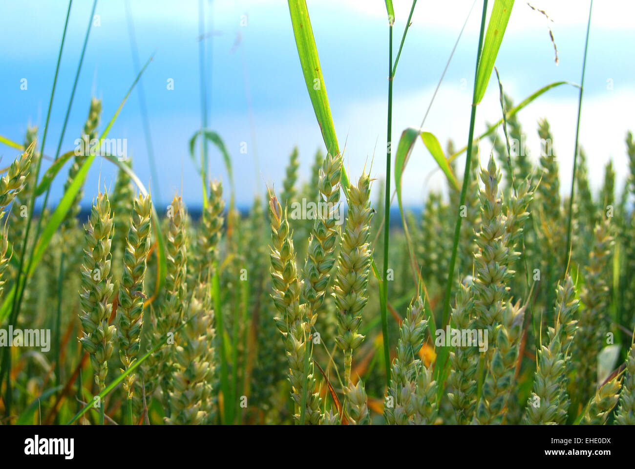 Dinkel feld hi-res stock photography and images - Alamy