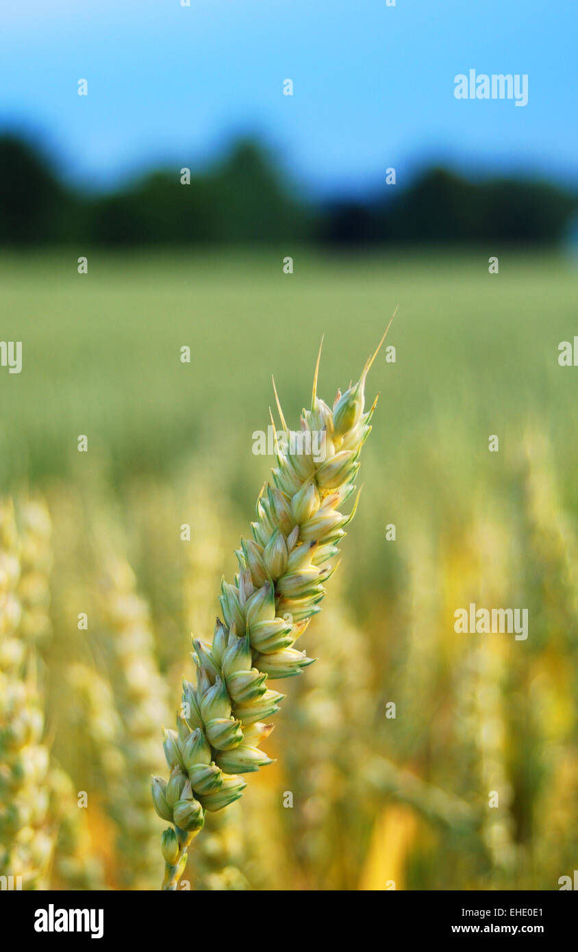 Dinkel feld hi-res stock photography and images - Alamy