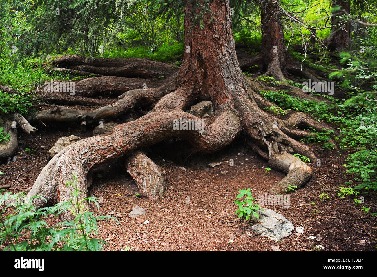 Urban tree root hi-res stock photography and images - Alamy