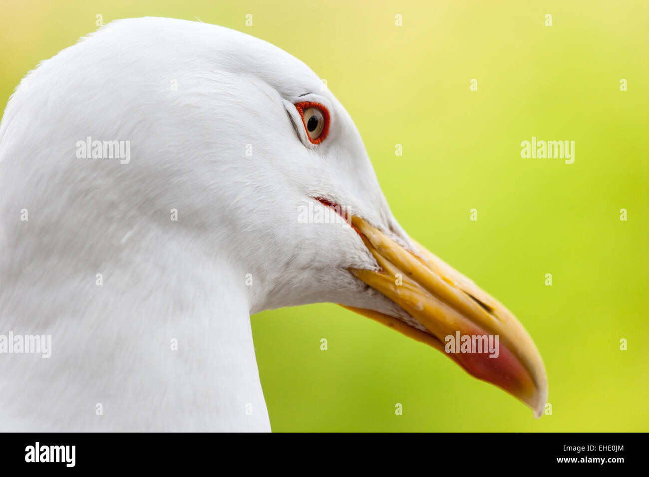 A side view of a seagull head shot Stock Photo - Alamy