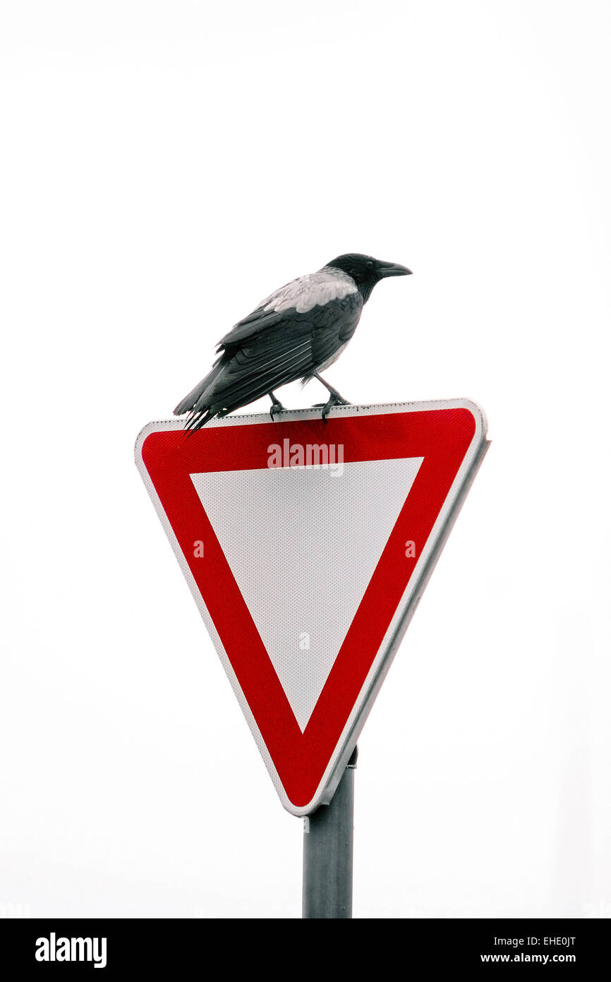 A back view of a gray crow standing on a road sign on white background ...