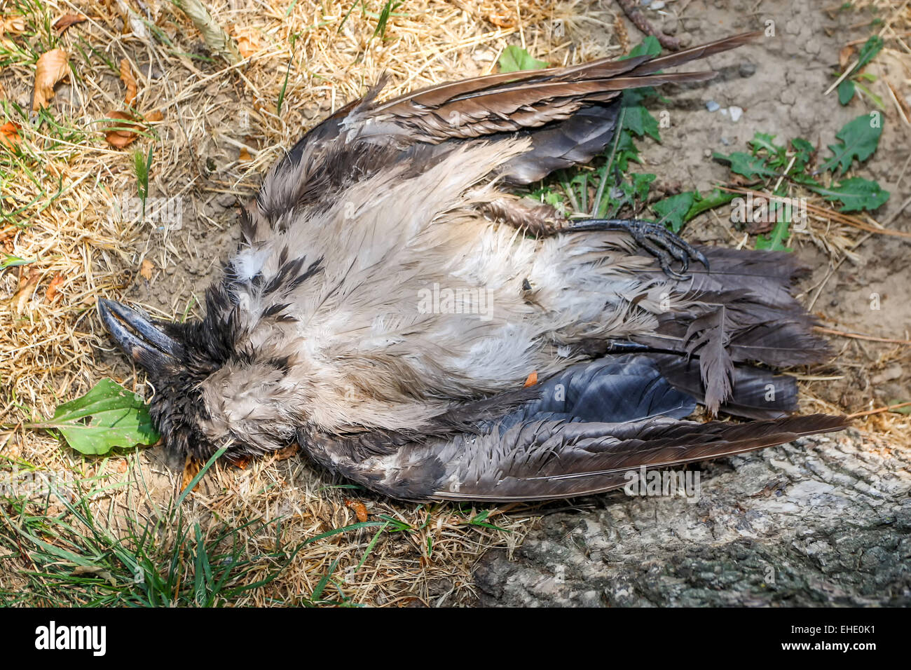 A birds eye view of a dead crow on the ground lying on her back Stock ...