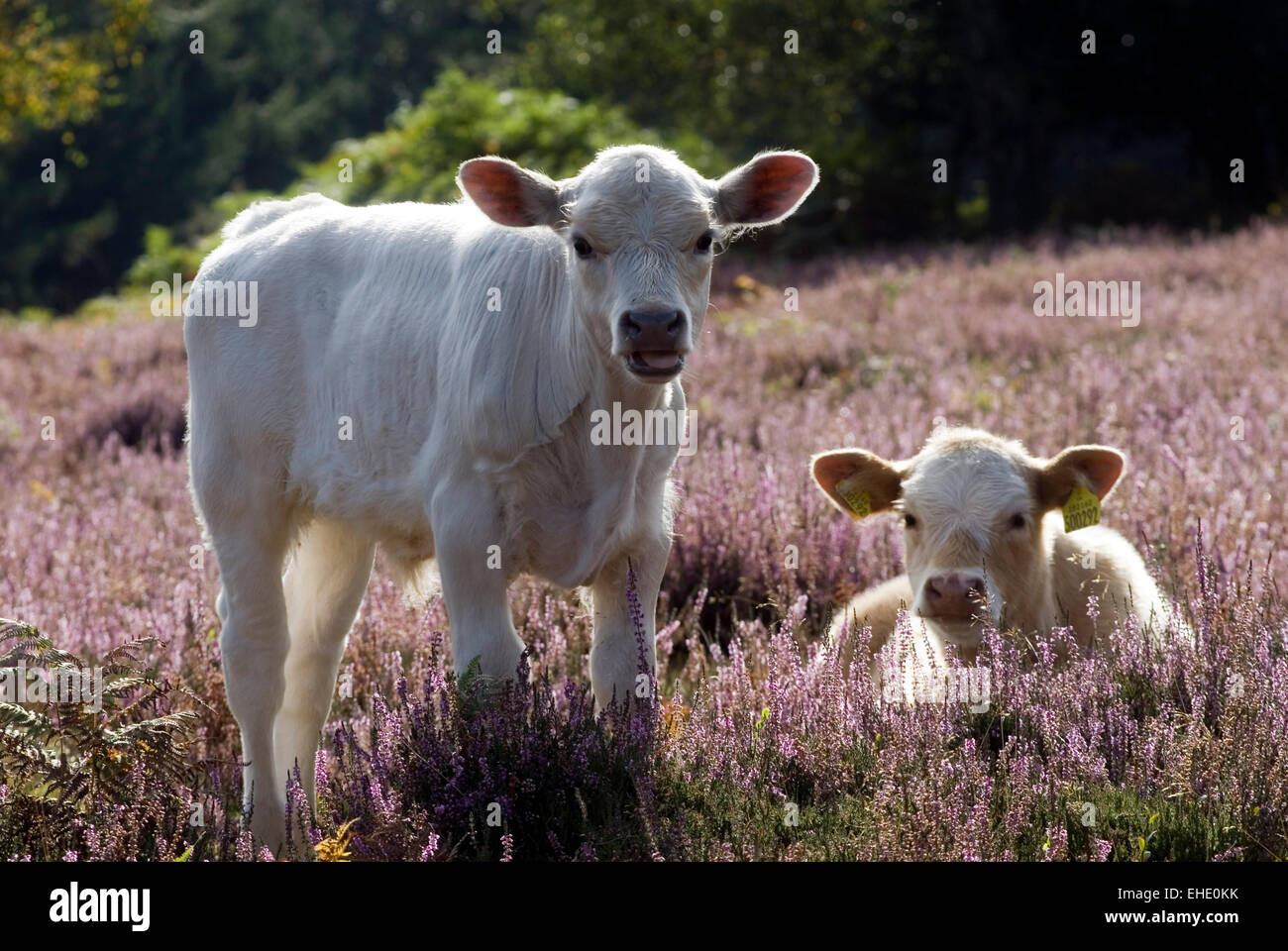 Cows in New Forest, Dorset, Great Britain, Europe Stock Photo - Alamy