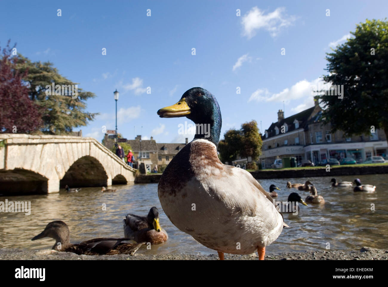 Male duck in front of a bridge in Bourton on the water River Windrush ...