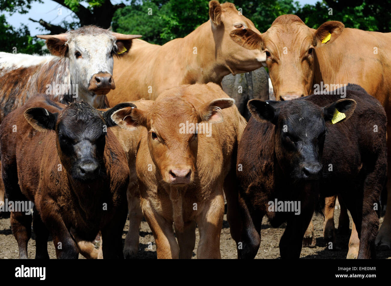 Cows on farm Stock Photo - Alamy