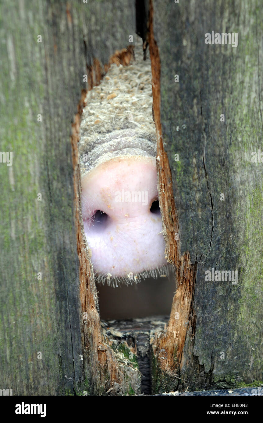 Nose of a domestic pig at a wooden fence (Sus scrofa domestica Stock ...