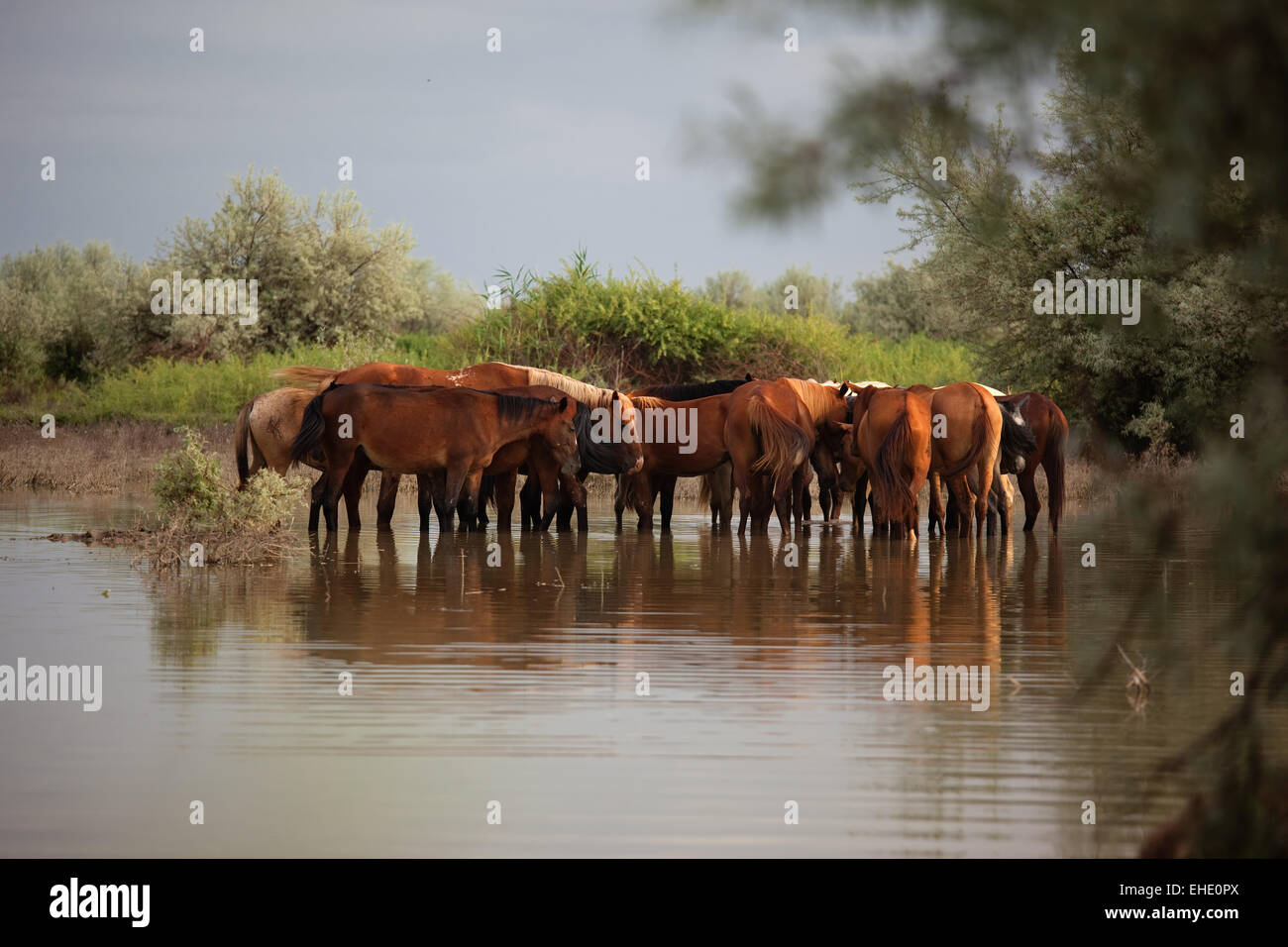 Horses In Water Stock Photos & Horses In Water Stock Images - Alamy