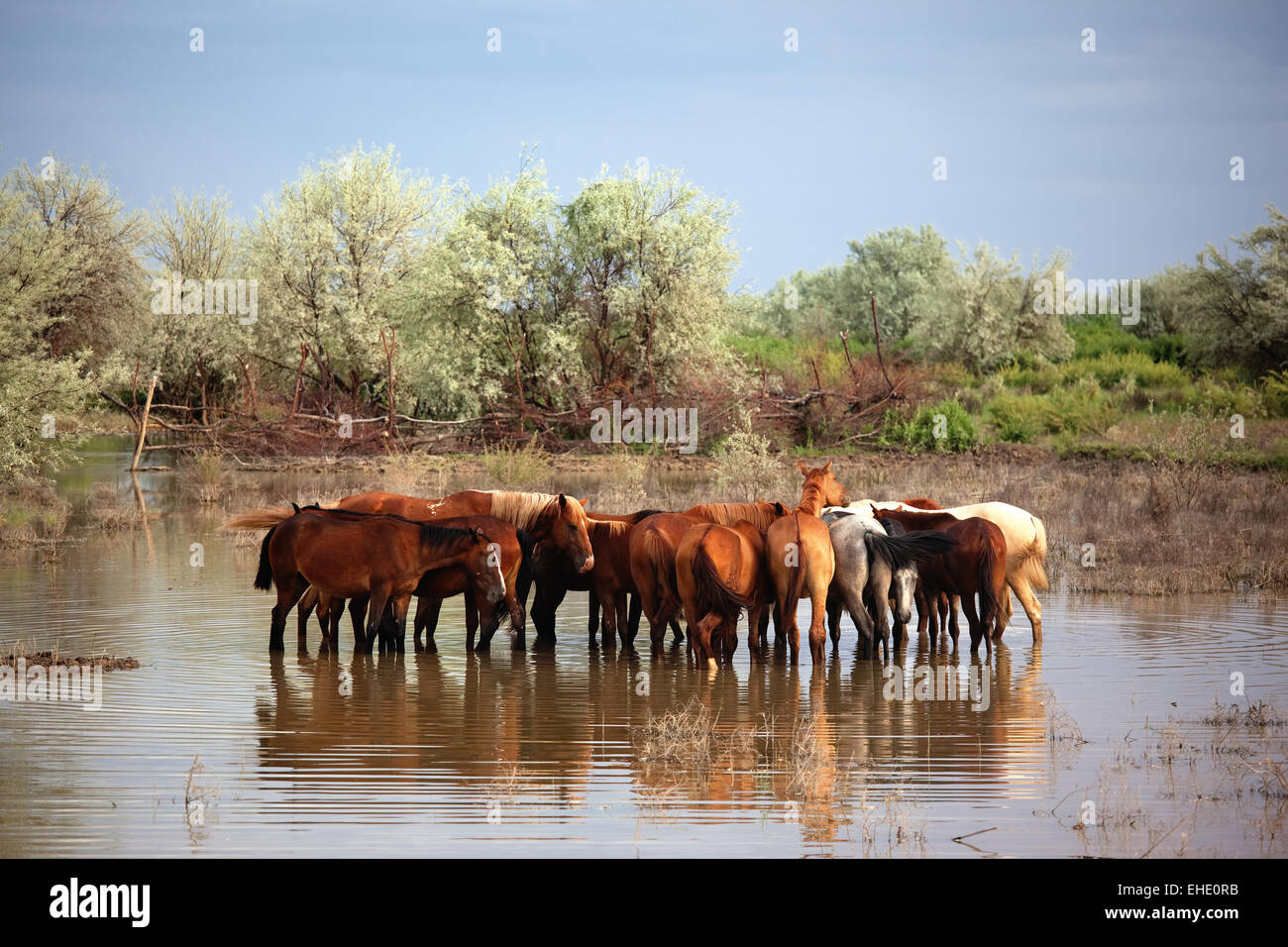 Horses in water hi-res stock photography and images - Alamy