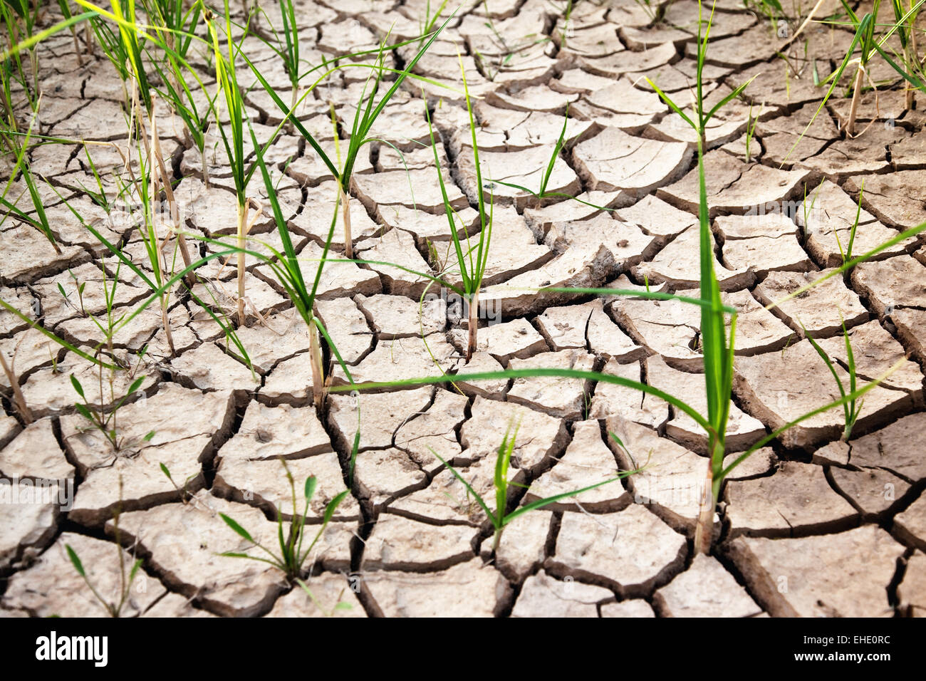 New life in dry desert Stock Photo - Alamy