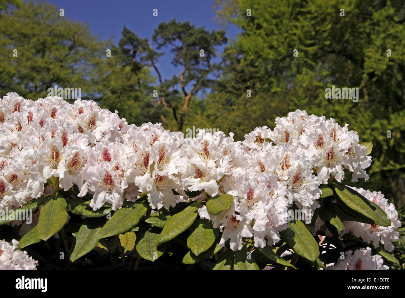 Rhododendron blooms in April Stock Photo - Alamy