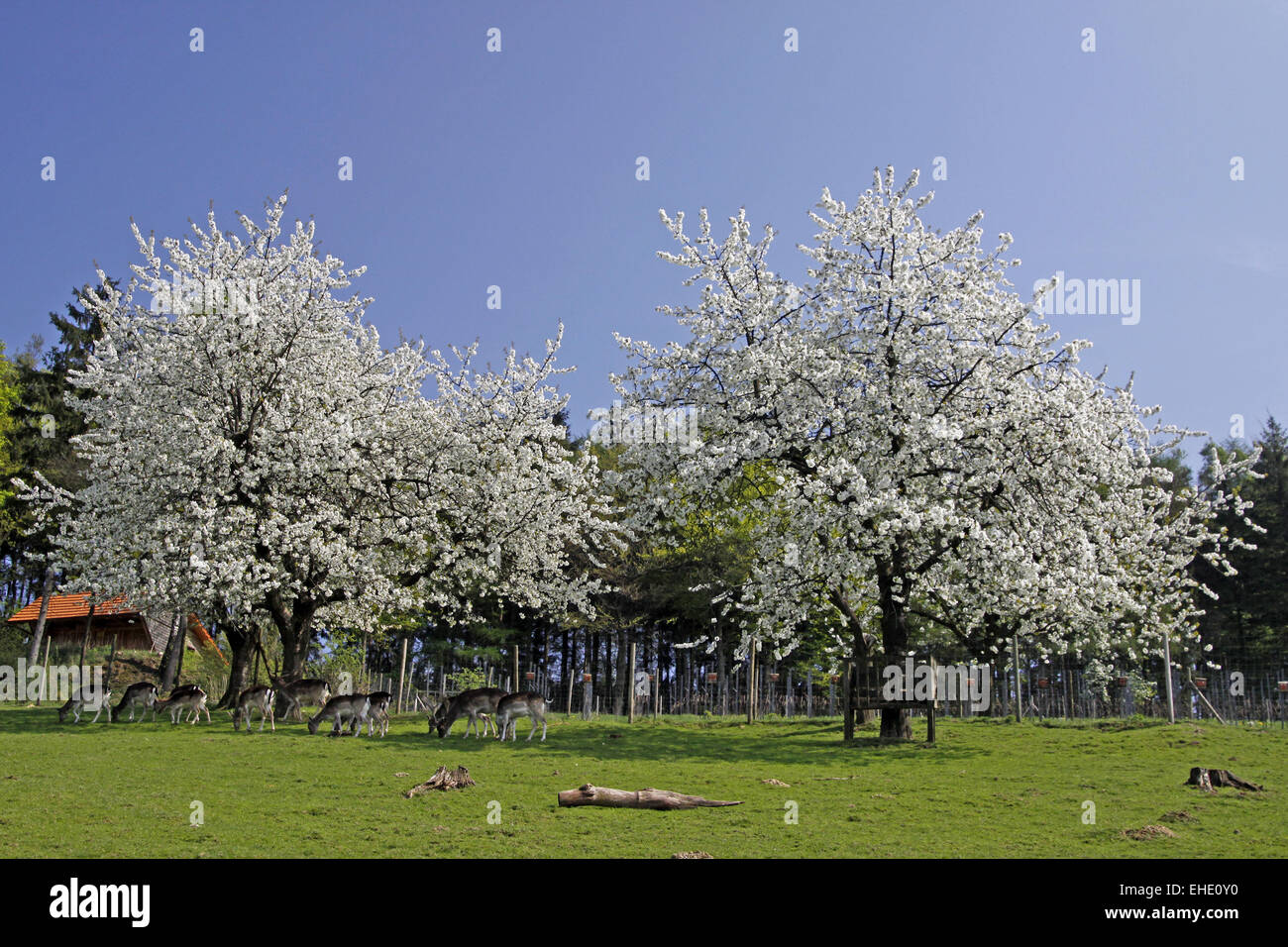 Spring landscape with cherry trees, Hagen Stock Photo - Alamy