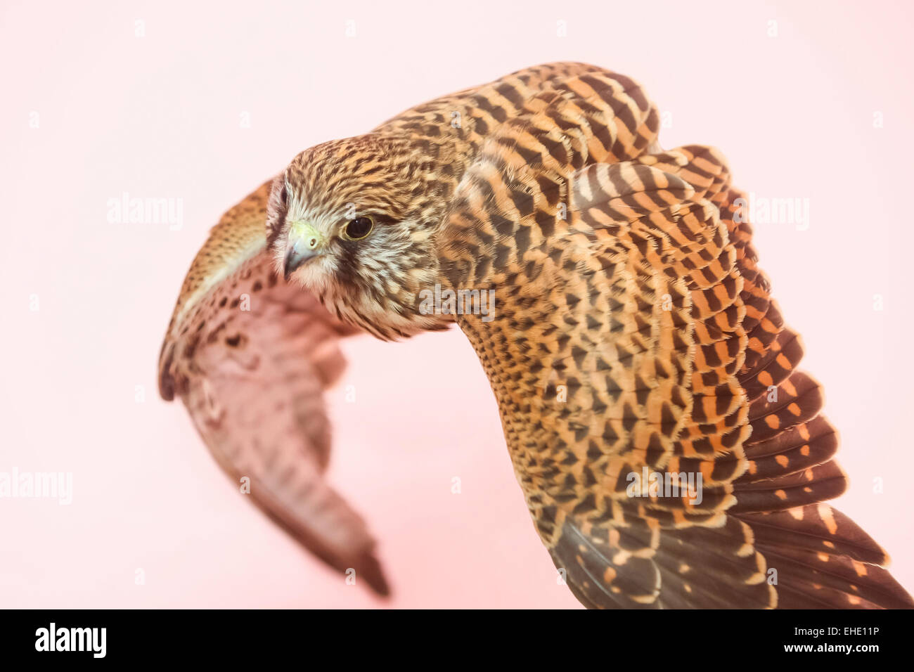A lanner falcon flying on isolated background Stock Photo - Alamy