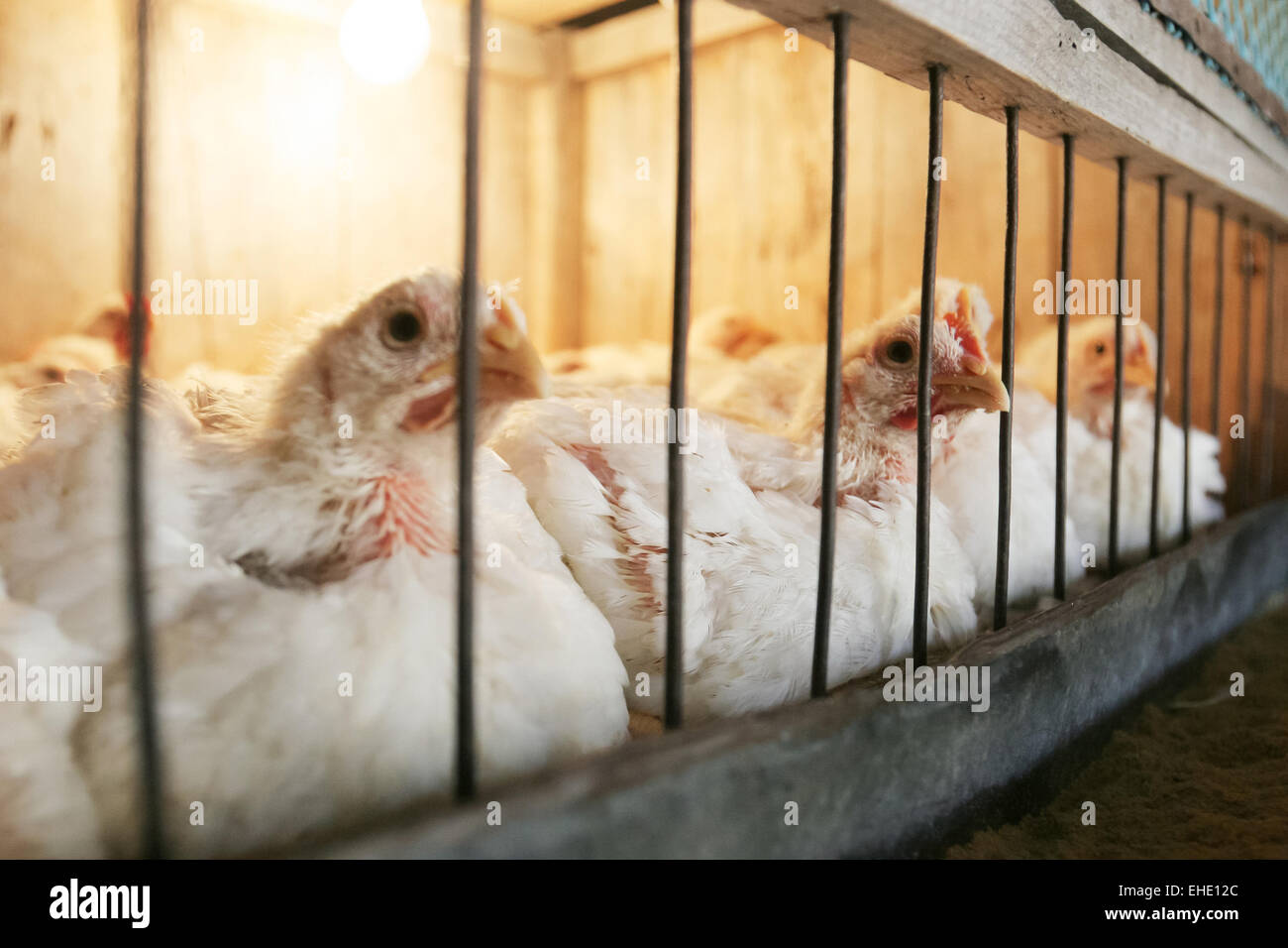 Chicken sitting in coop rural hi-res stock photography and images - Alamy
