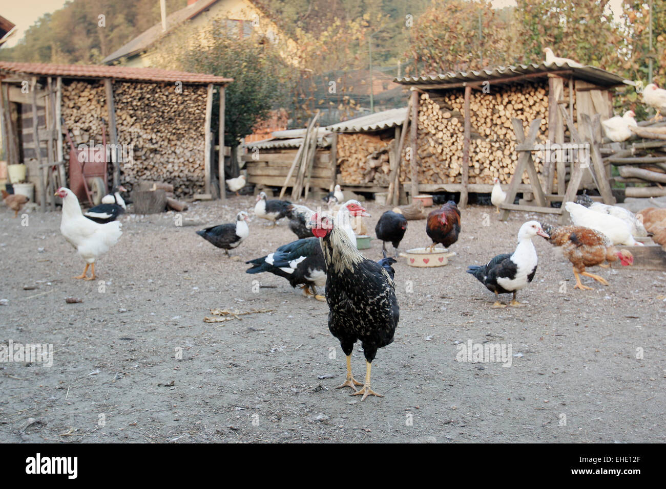 A group of hens, roosters and ducks walking in the yard on a farm Stock ...