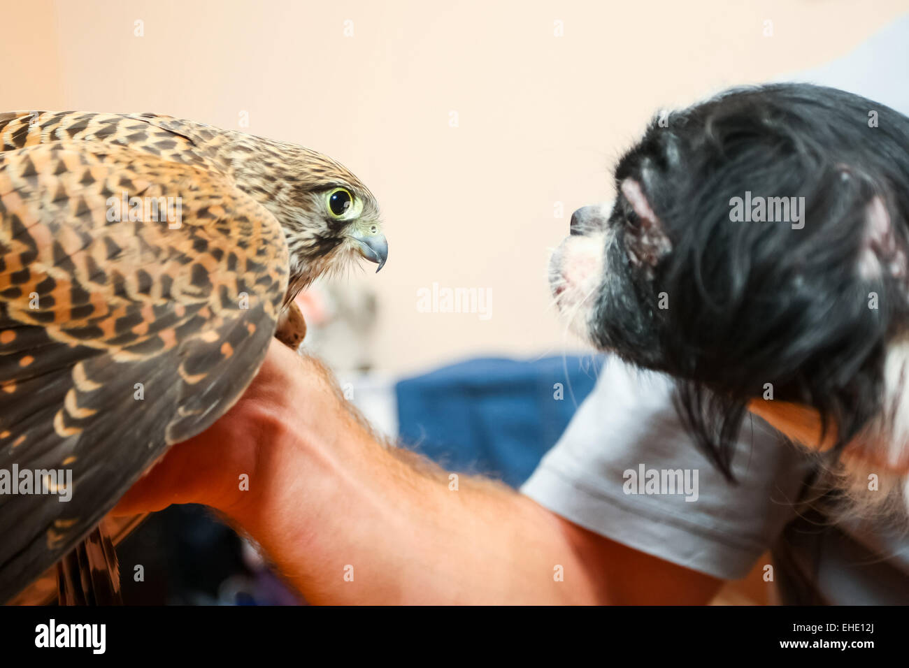 Human animal look at each other hi-res stock photography and images - Alamy