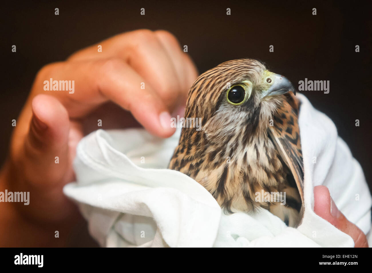 Human Arm And Bird Wing High Resolution Stock Photography and Images ...