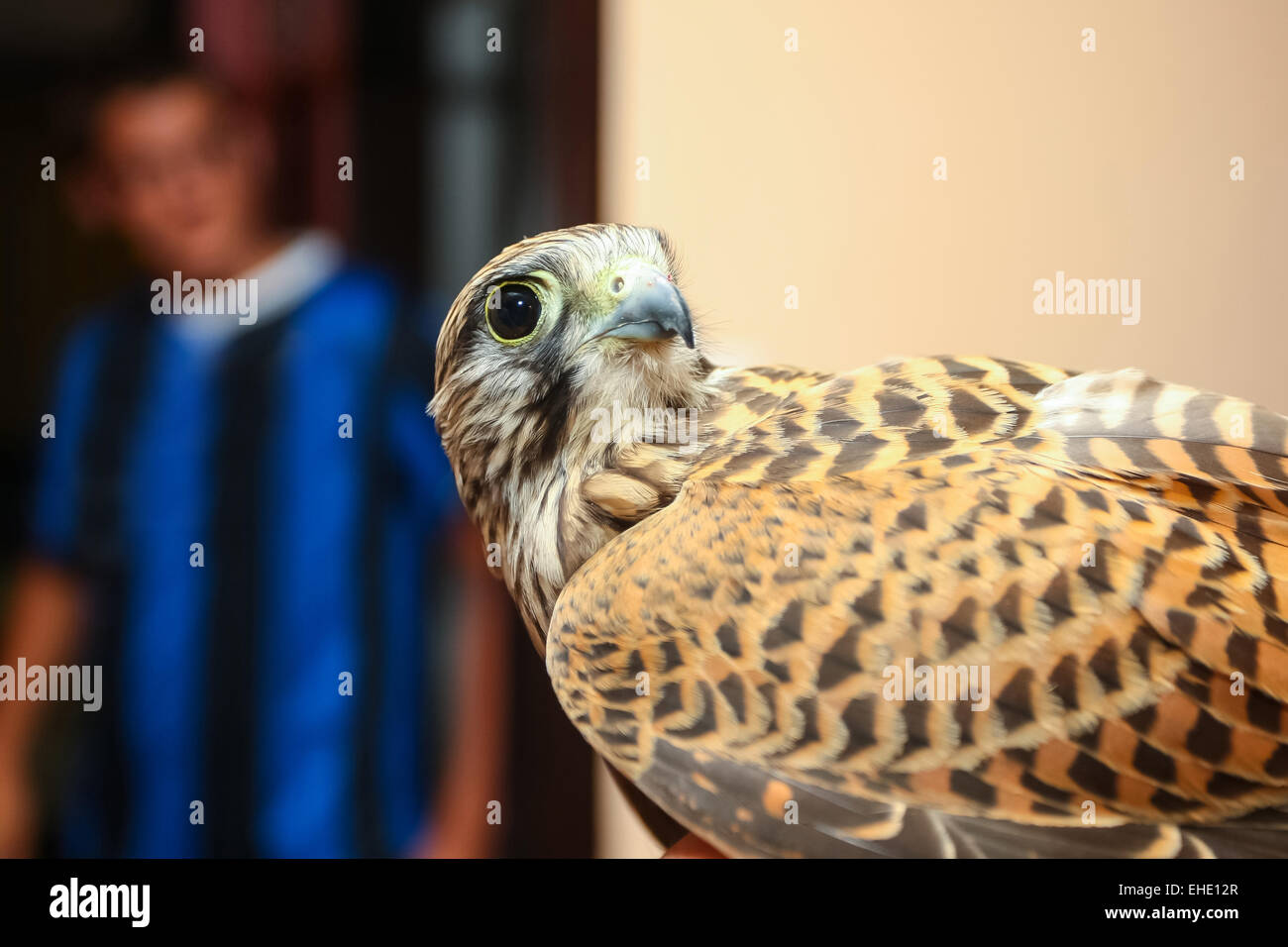 A side view of a lanner falcon with a boy standing behind him Stock ...