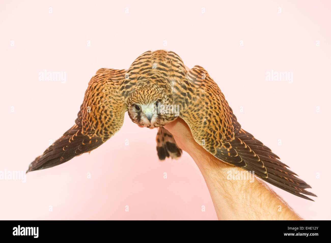 A human hand holding lanner falcon with spreaded wings Stock Photo - Alamy