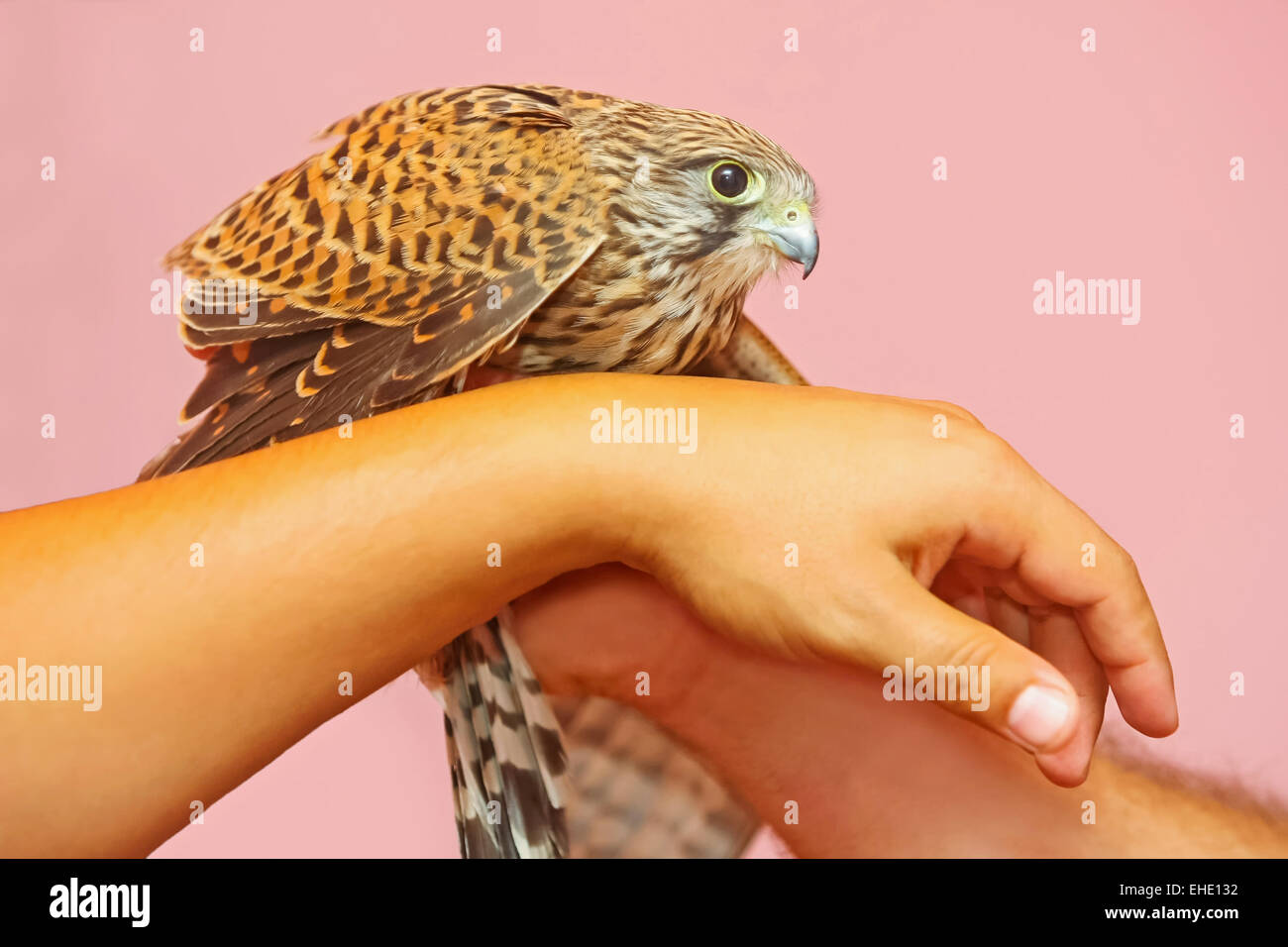 Falcon on human hand hi-res stock photography and images - Alamy