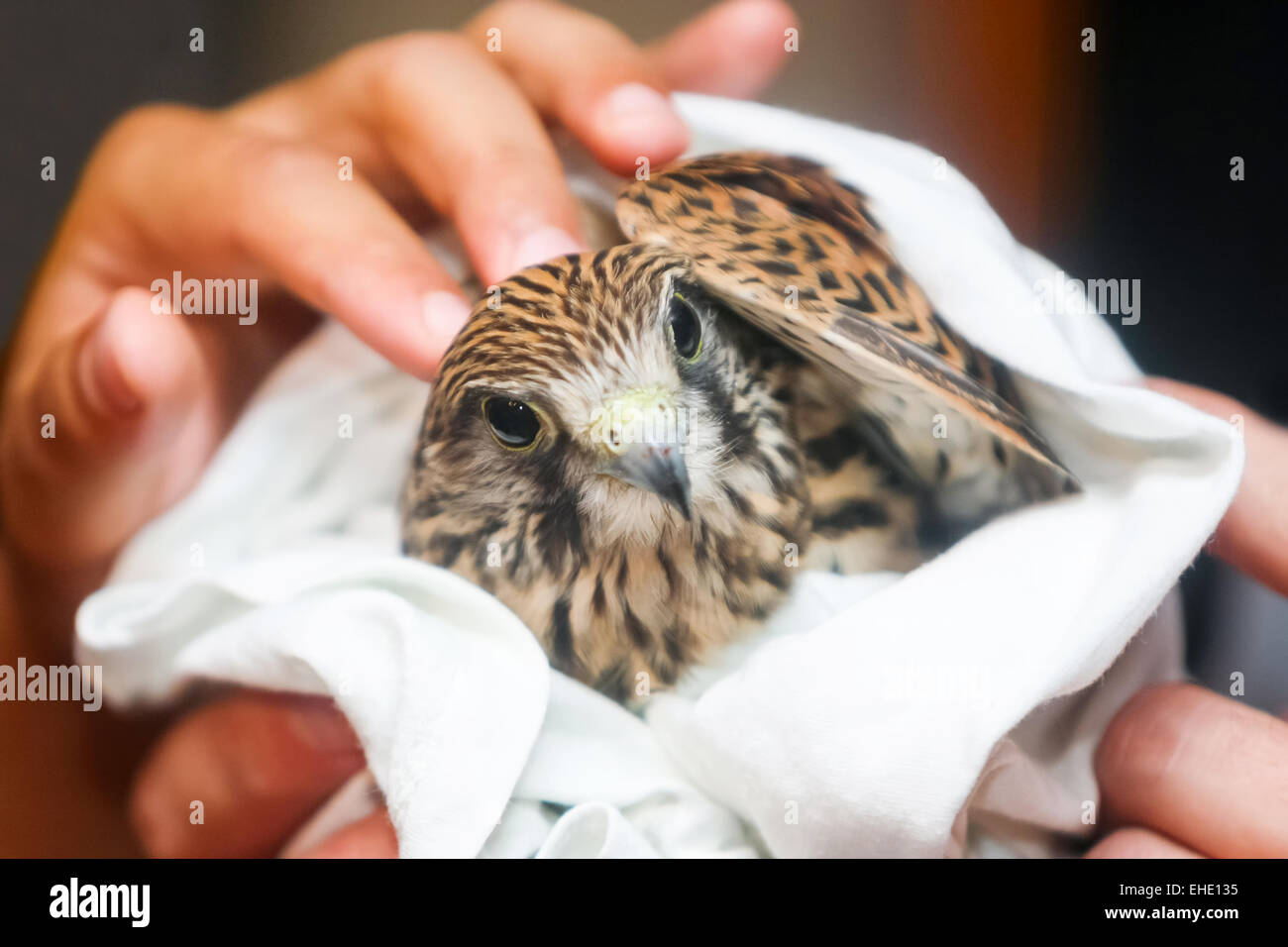 A close up of human hands holding a hawk wrapped in a towel Stock Photo ...