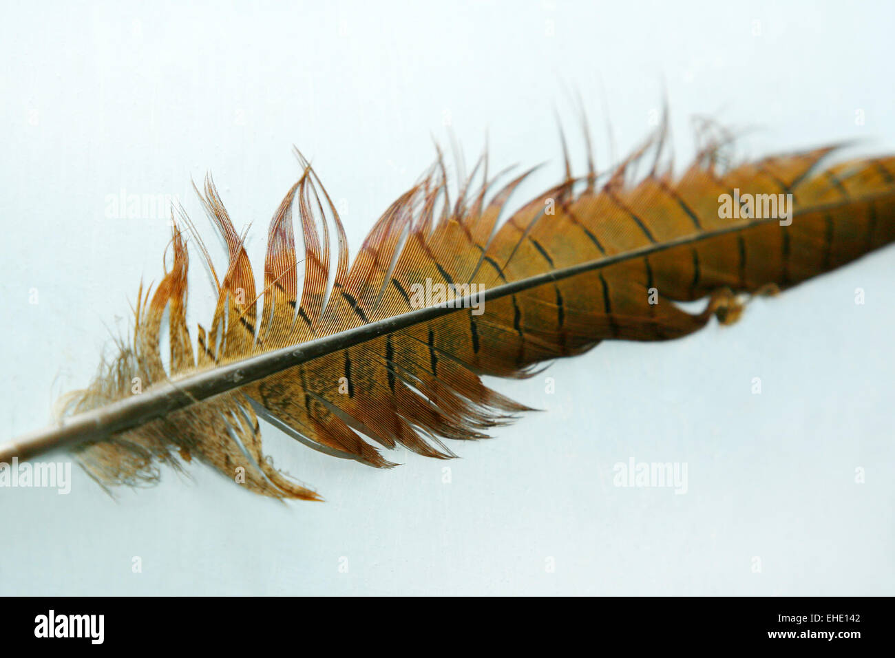 A close up of a single pheasant feather on cyan background Stock Photo ...