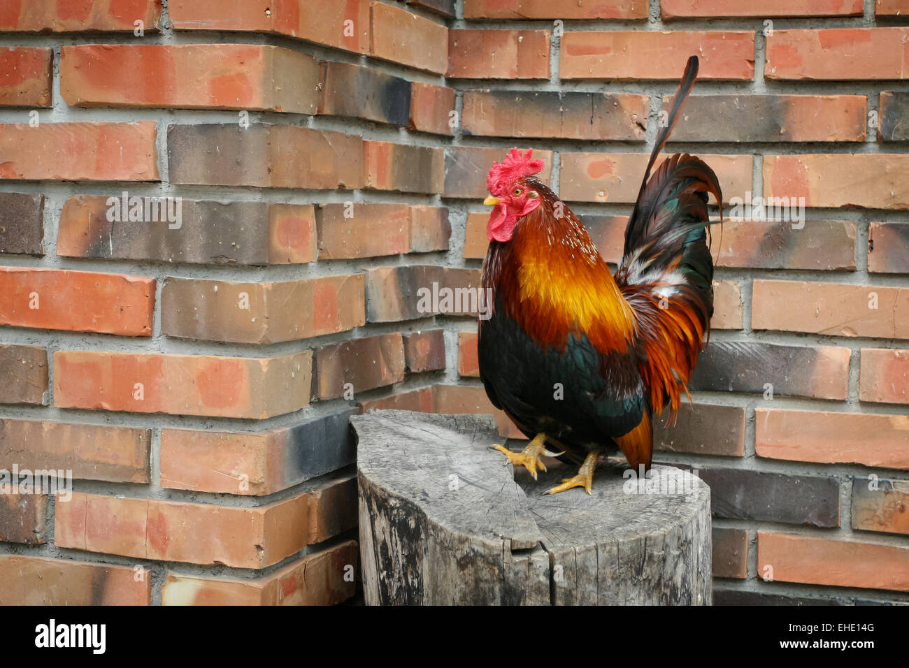A rooster standing on a stump in front of a brick wall Stock Photo - Alamy