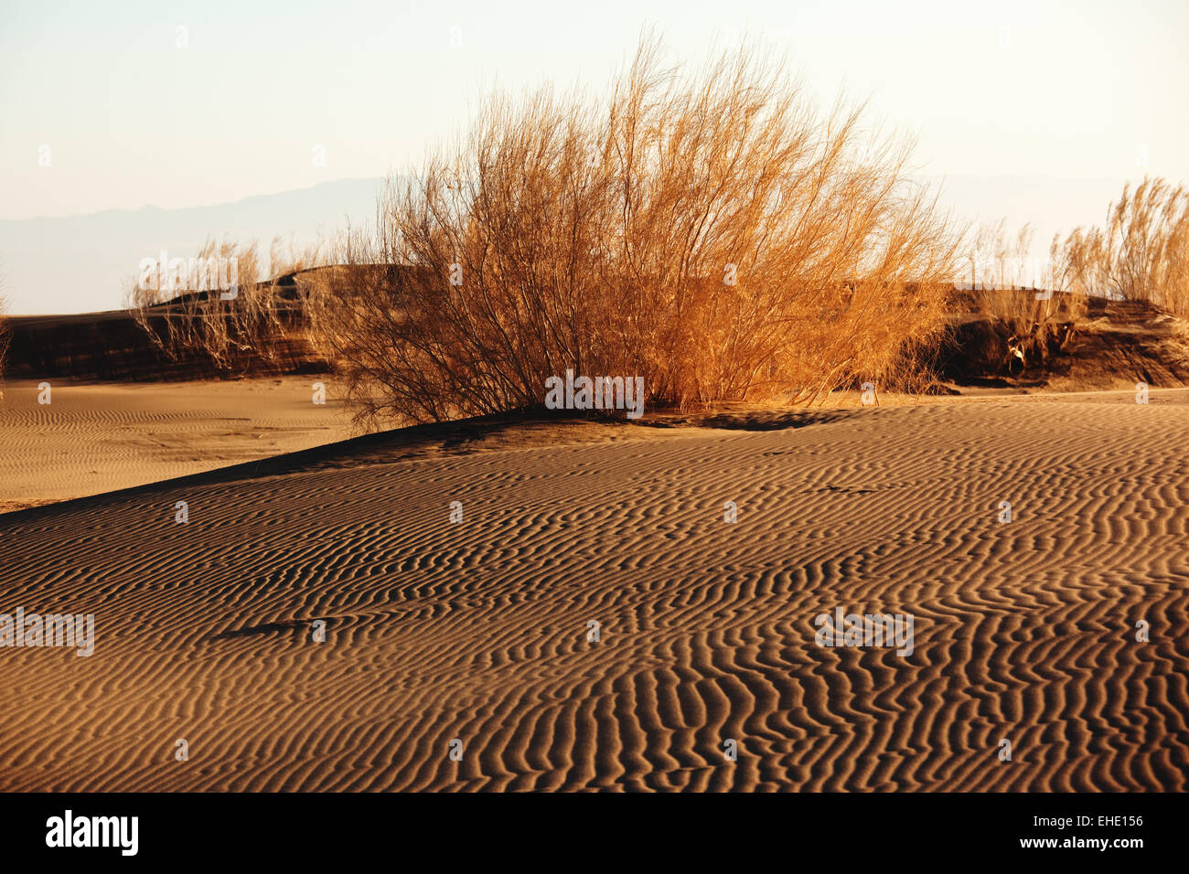 Shrub Saxaul (Haloxylon) in sand desert Stock Photo - Alamy