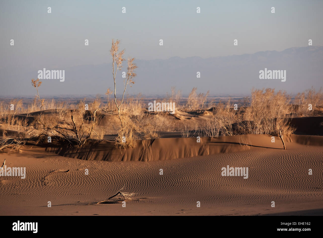 Haloxylon hi-res stock photography and images - Alamy