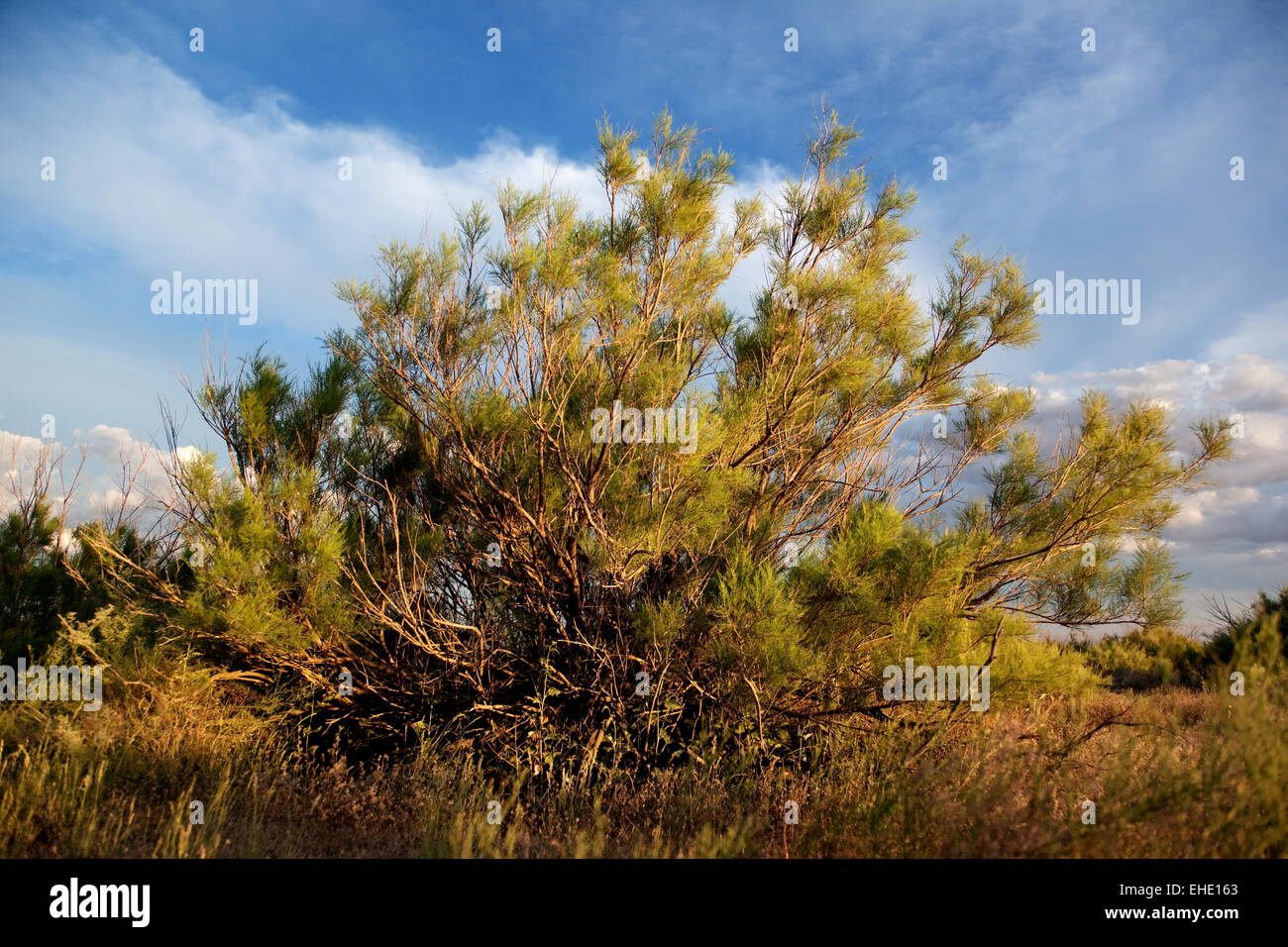 Shrub Saxaul (Haloxylon Stock Photo - Alamy
