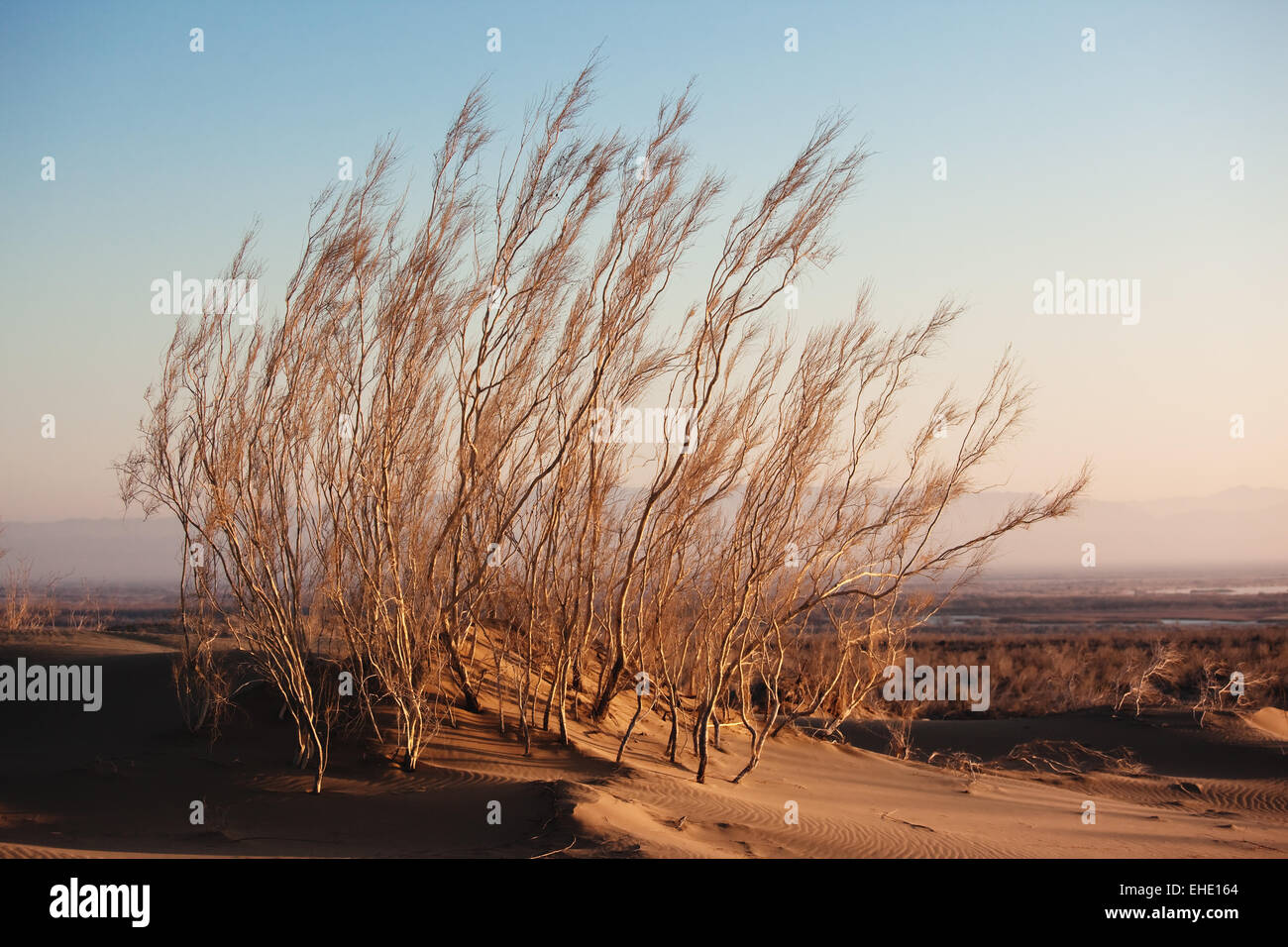 Shrub Saxaul (Haloxylon) in sand desert Stock Photo - Alamy