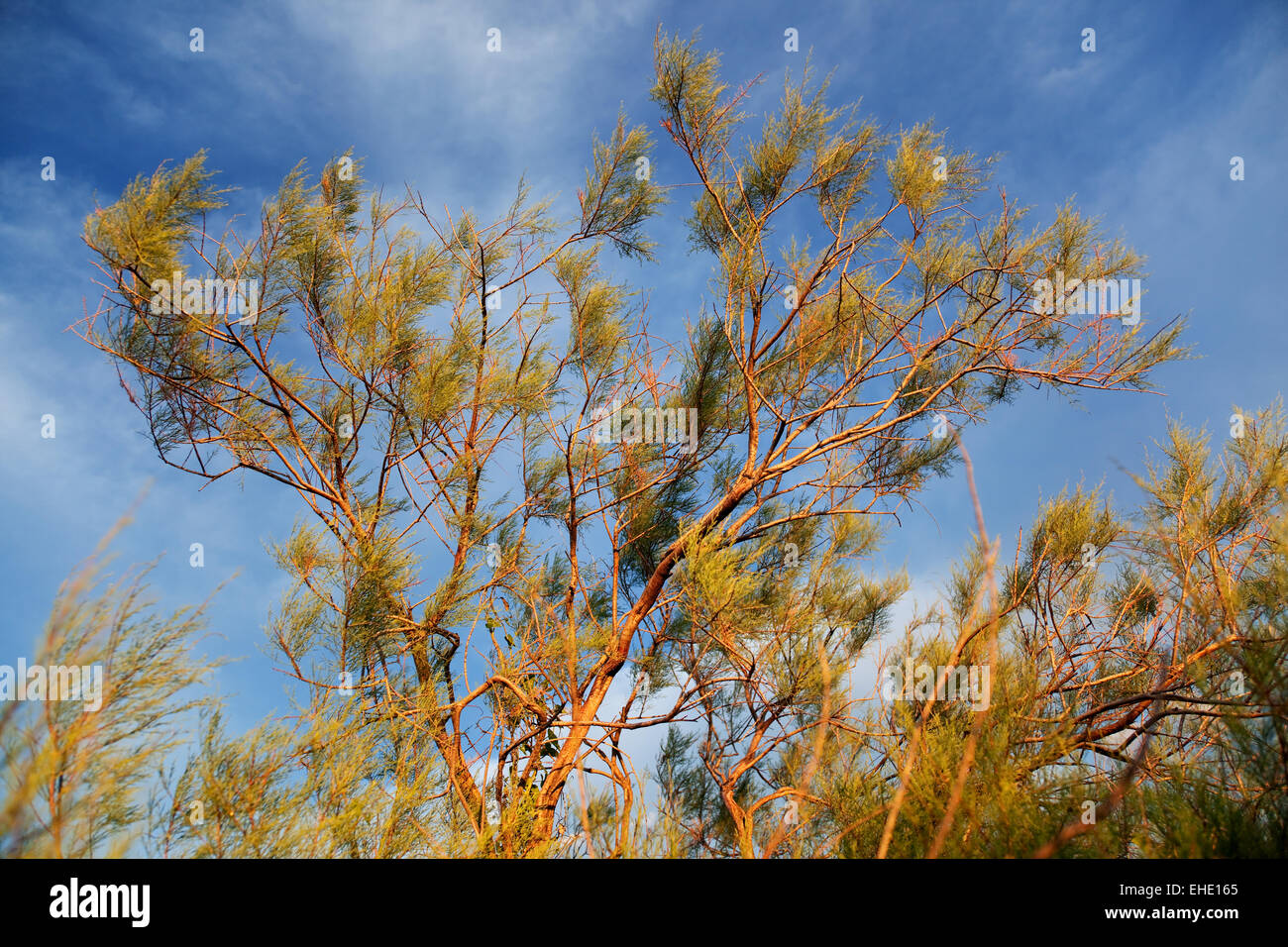 Saxaul hi-res stock photography and images - Alamy