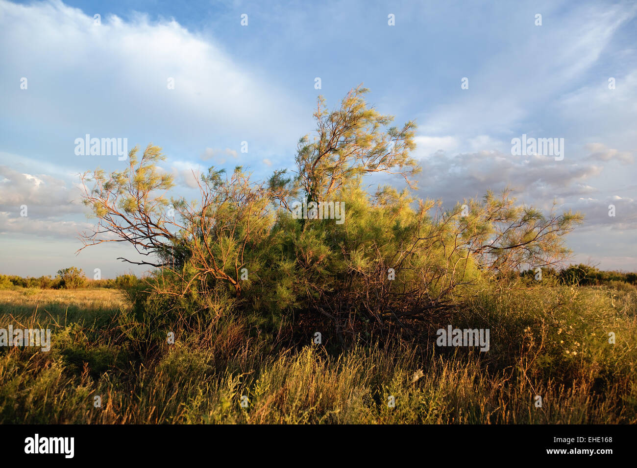 Shrub Saxaul (Haloxylon Stock Photo - Alamy