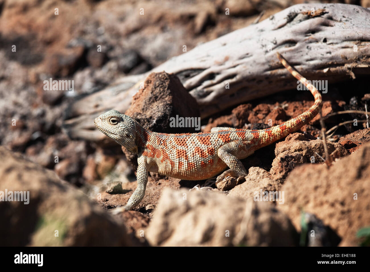 Desert monitor lizard hi-res stock photography and images - Alamy