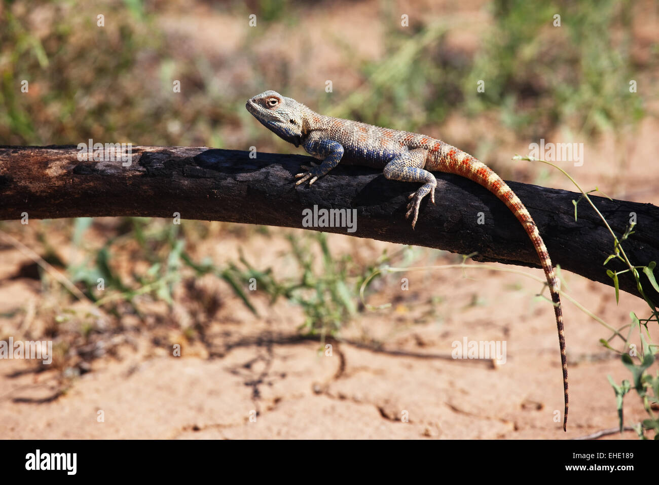 Desert monitor lizard hi-res stock photography and images - Alamy