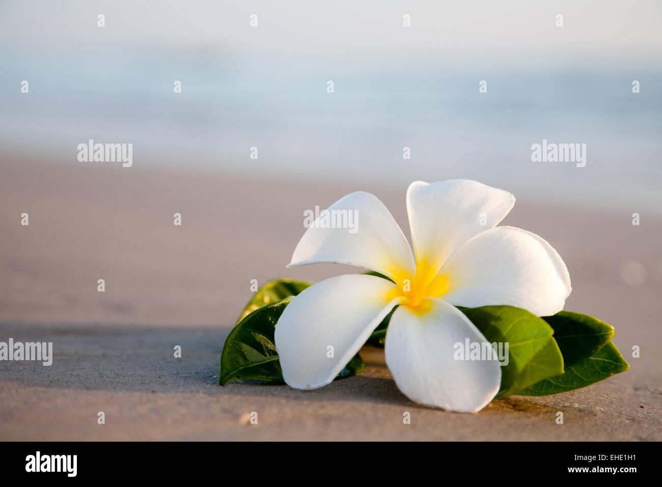 Tropical island beach flowers hi-res stock photography and images - Alamy